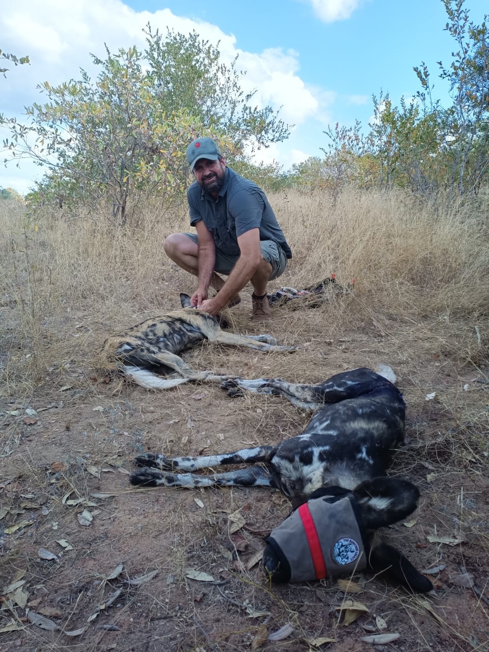 Tracking African Wild Dogs with The Boucher Legacy - Boucher Legacy